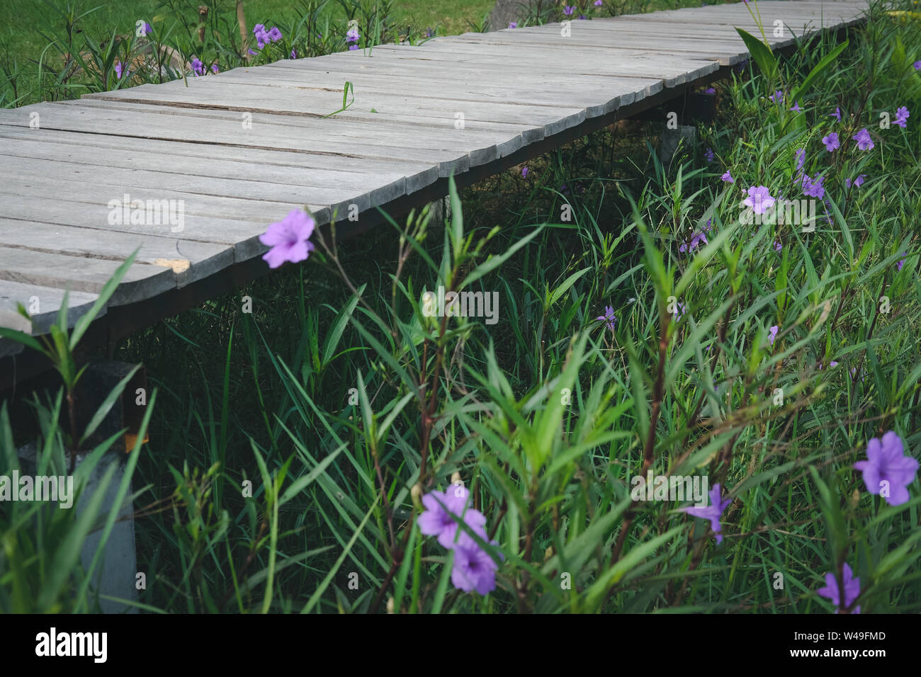 wooden bridge footbridge walkway pathway along flower field in Thailand ...