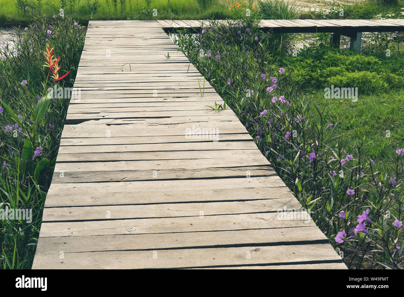 wooden bridge footbridge walkway pathway along flower field in Thailand ...