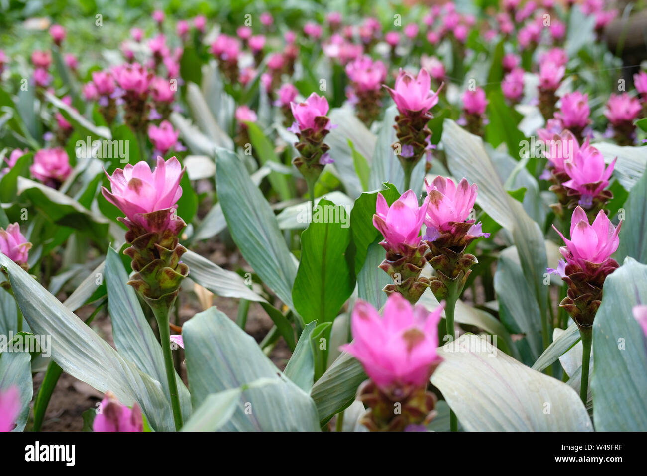 siam tulip flower garden field. Curcuma alismatifolia Stock Photo - Alamy