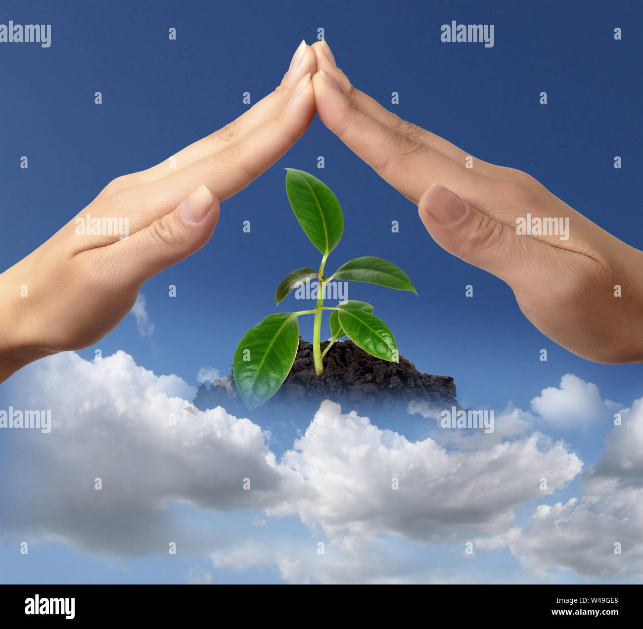 Person hands protecting a seedling Stock Photo - Alamy