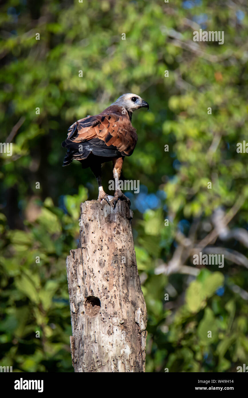 Black-collared hawk (Busarellus nigricollis) perched on a dead tree ...