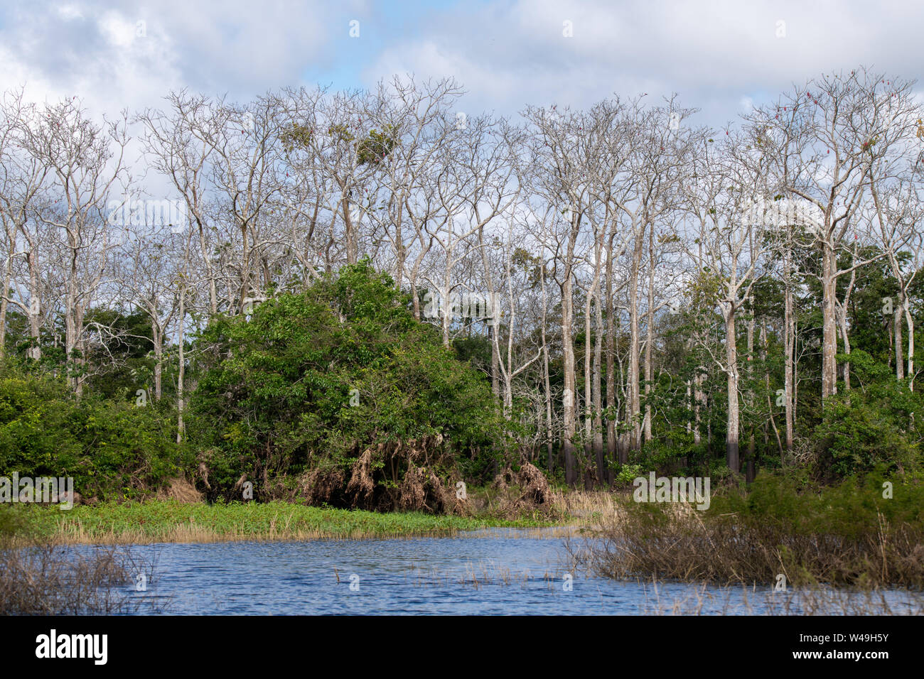 Dense Vegetation and Ground Cover Define the Equatorial Jungle on the ...