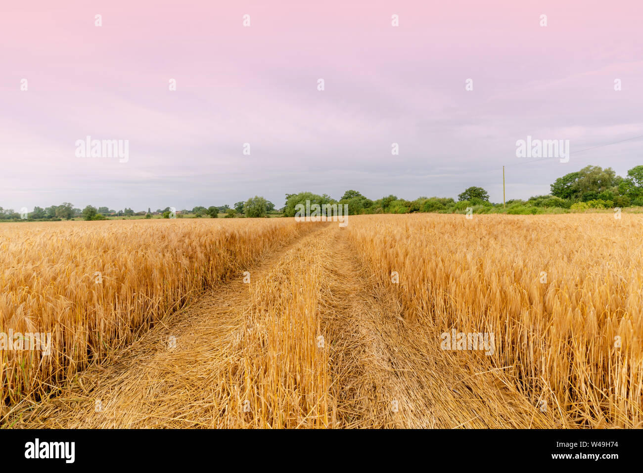 A between down path between a crop of barley. Trees and bushes line the ...