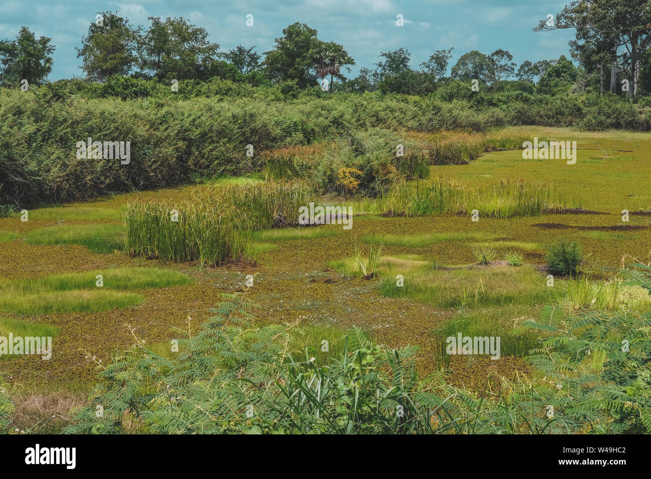 duckweed green plant growing in water pond lake Stock Photo - Alamy