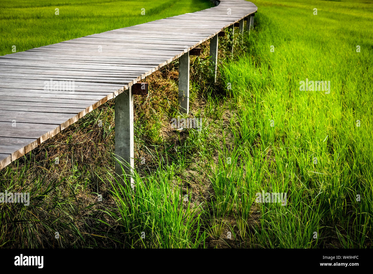 wooden bridge footbridge walkway pathway along rice paddy field in ...