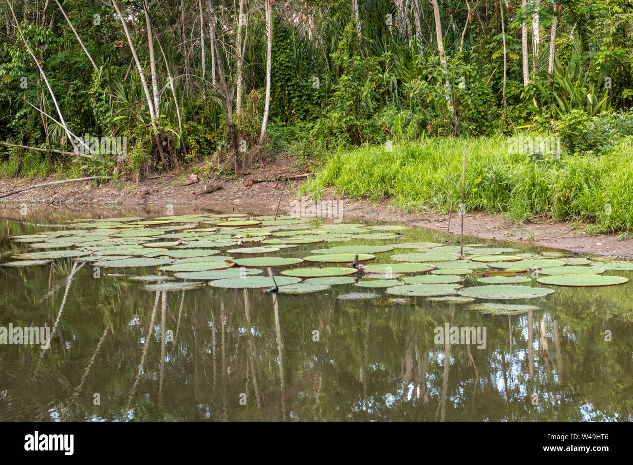 Dense Vegetation and Ground Cover Define the Equatorial Jungle on the ...