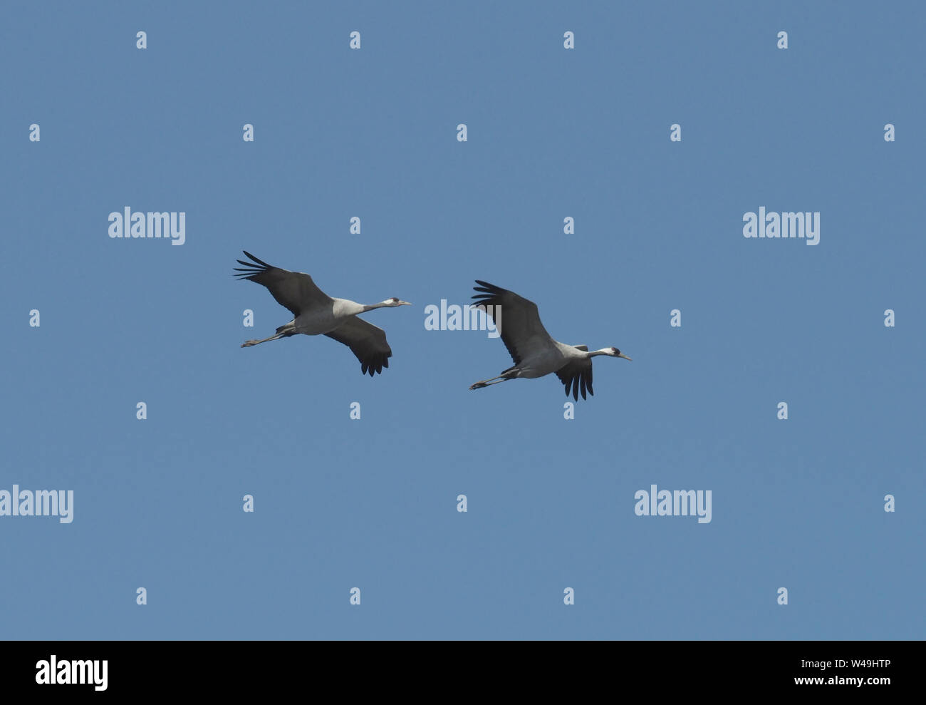 Eurasian cranes hi-res stock photography and images - Alamy