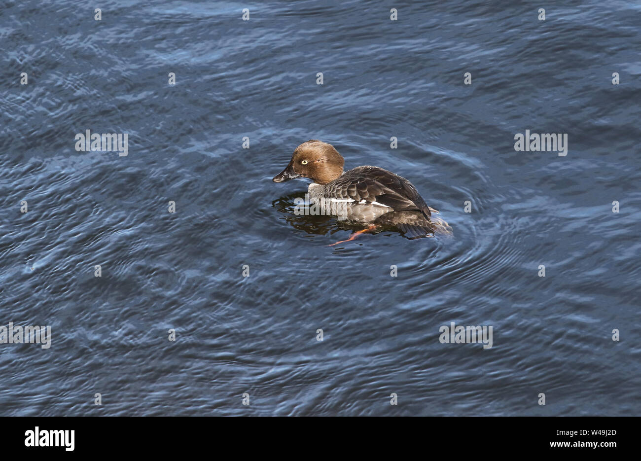 Female Goldeneye High Resolution Stock Photography and Images - Alamy