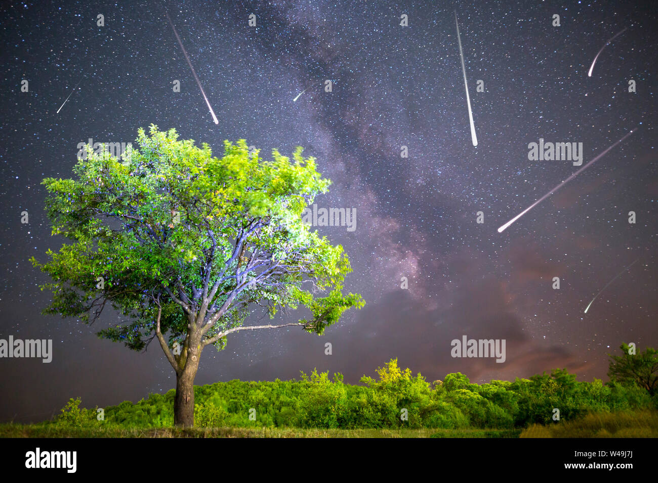A view of a Meteor Shower and the Milky Way. Green plum tree with plums ...