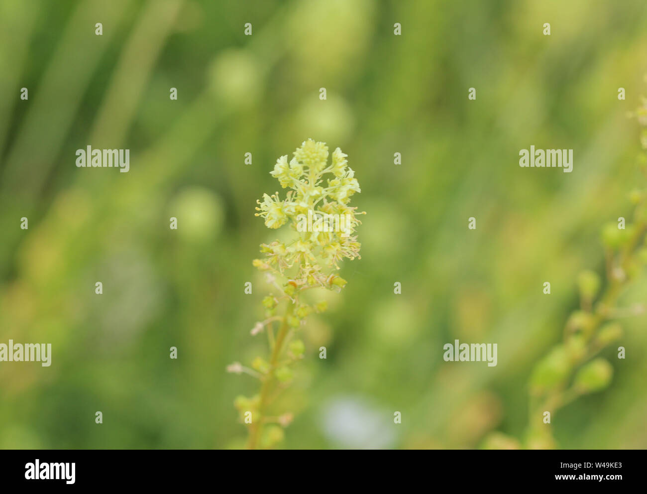 Mignonette meadow hi-res stock photography and images - Alamy