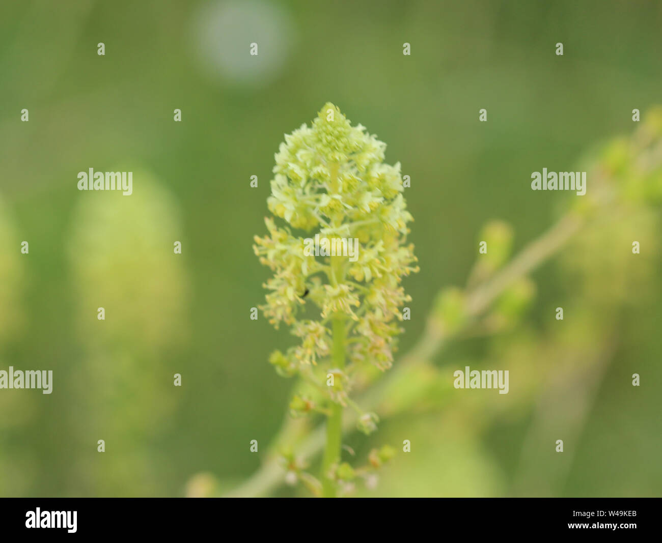 Mignonette flower hi-res stock photography and images - Alamy