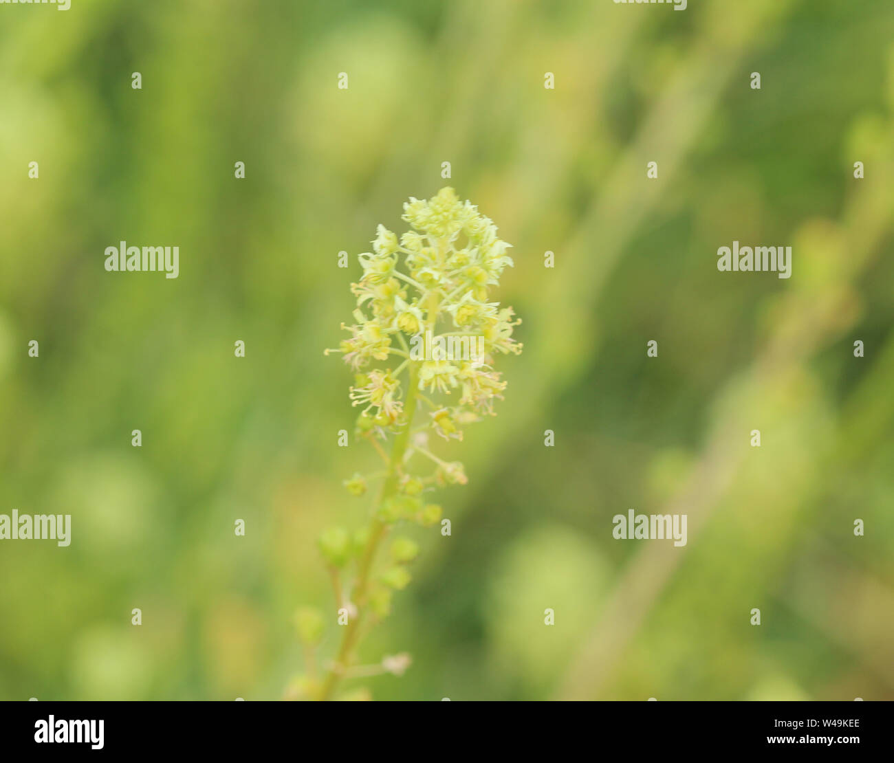 Mignonette flower hi-res stock photography and images - Alamy