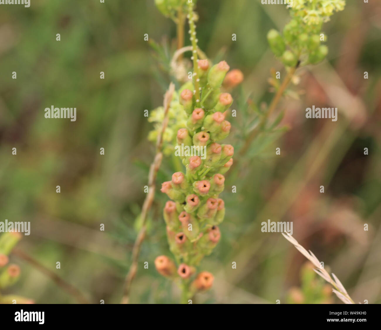 Mignonette flower hi-res stock photography and images - Alamy