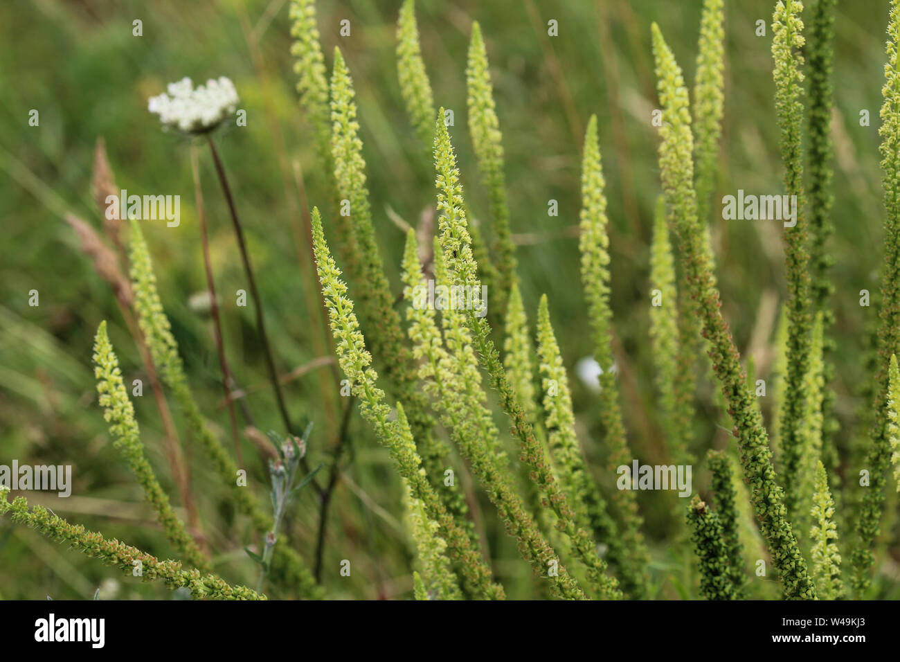 close up of Reseda luteola, known as dyer's rocket, dyer's weed, weld ...