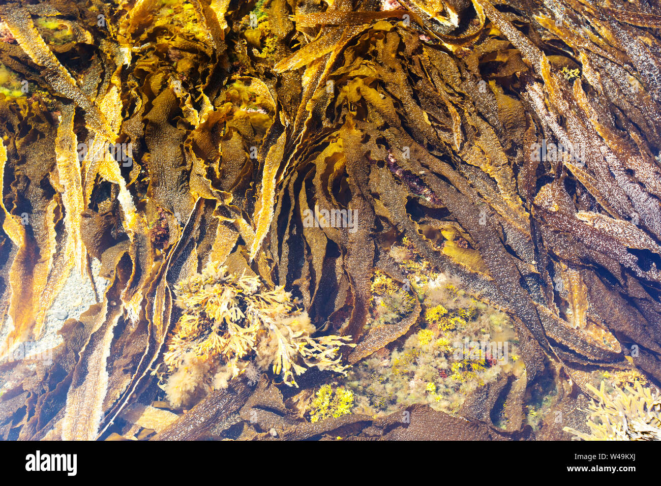 Different species of seaweed in rock pools at beach at Birsay, Orkney ...