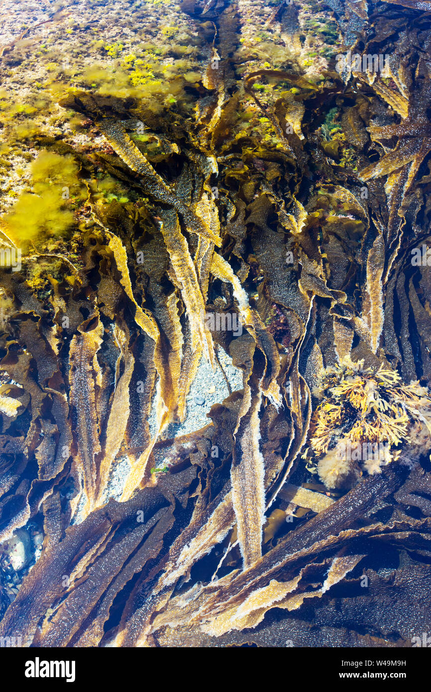 Different species of seaweed in rock pools at beach at Birsay, Orkney ...