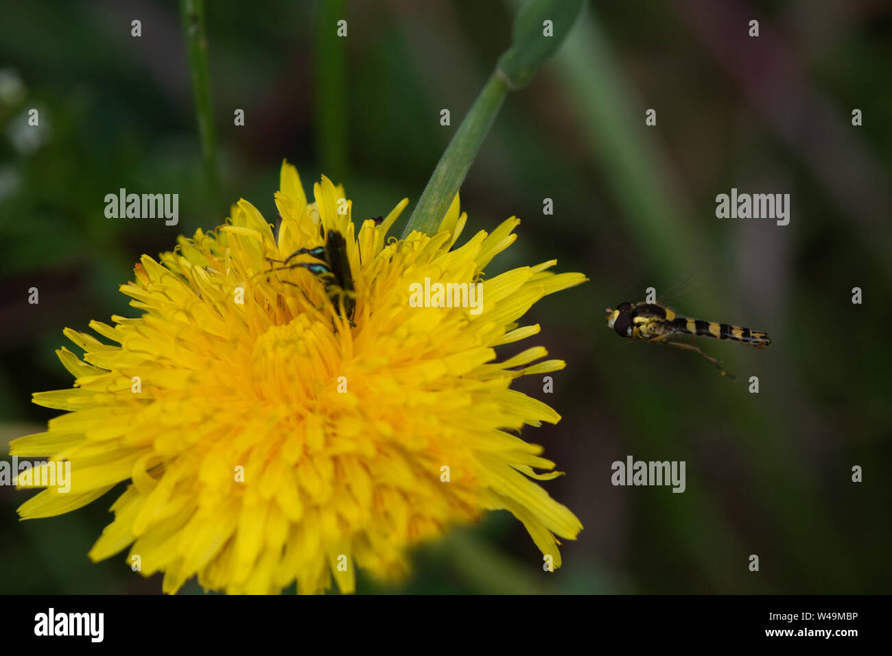 Hoverfly (sphaerophoria interrupta) Ready To Land, With Male Oedemera ...