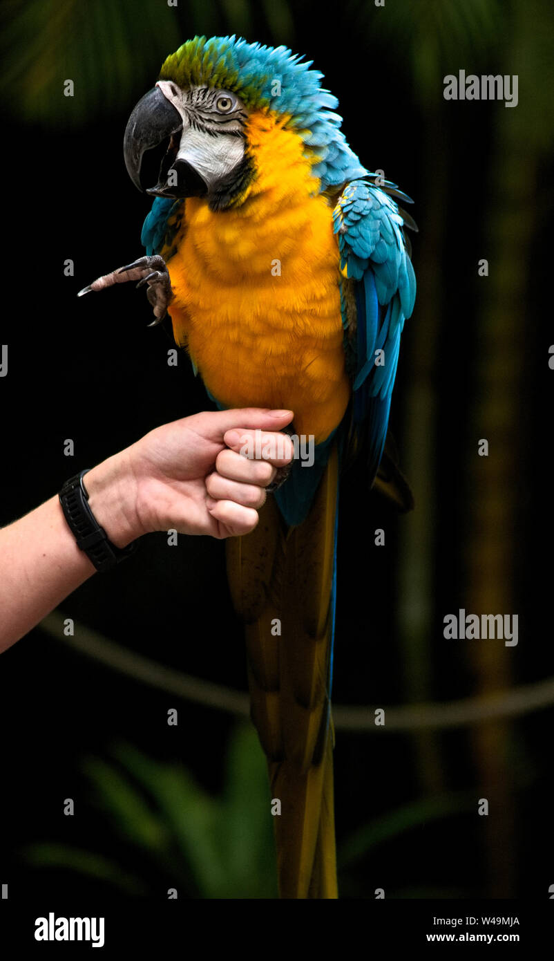 Blue and gold / yellow macaw sitting with open wings on a female hand ...