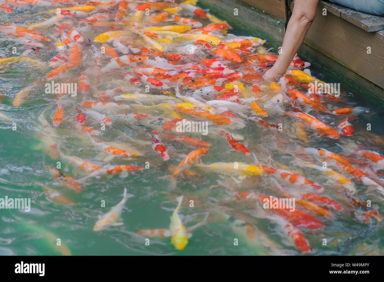Woman feeding food to fancy carp fish by hand in the japanese pond ...