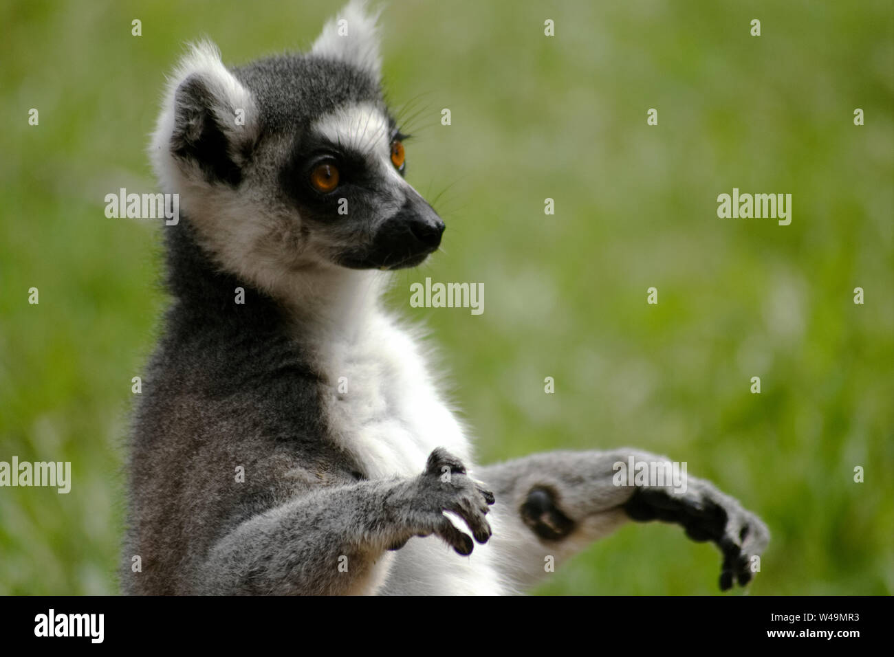 cool young cat lemur, Madagascar Lemur catta Stock Photo - Alamy