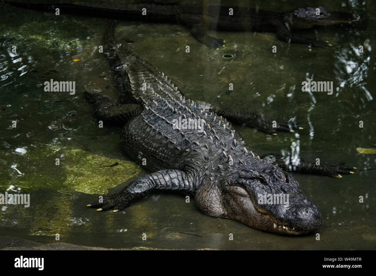alligator in Australia Zoo, Brisbane Austrlia Stock Photo - Alamy