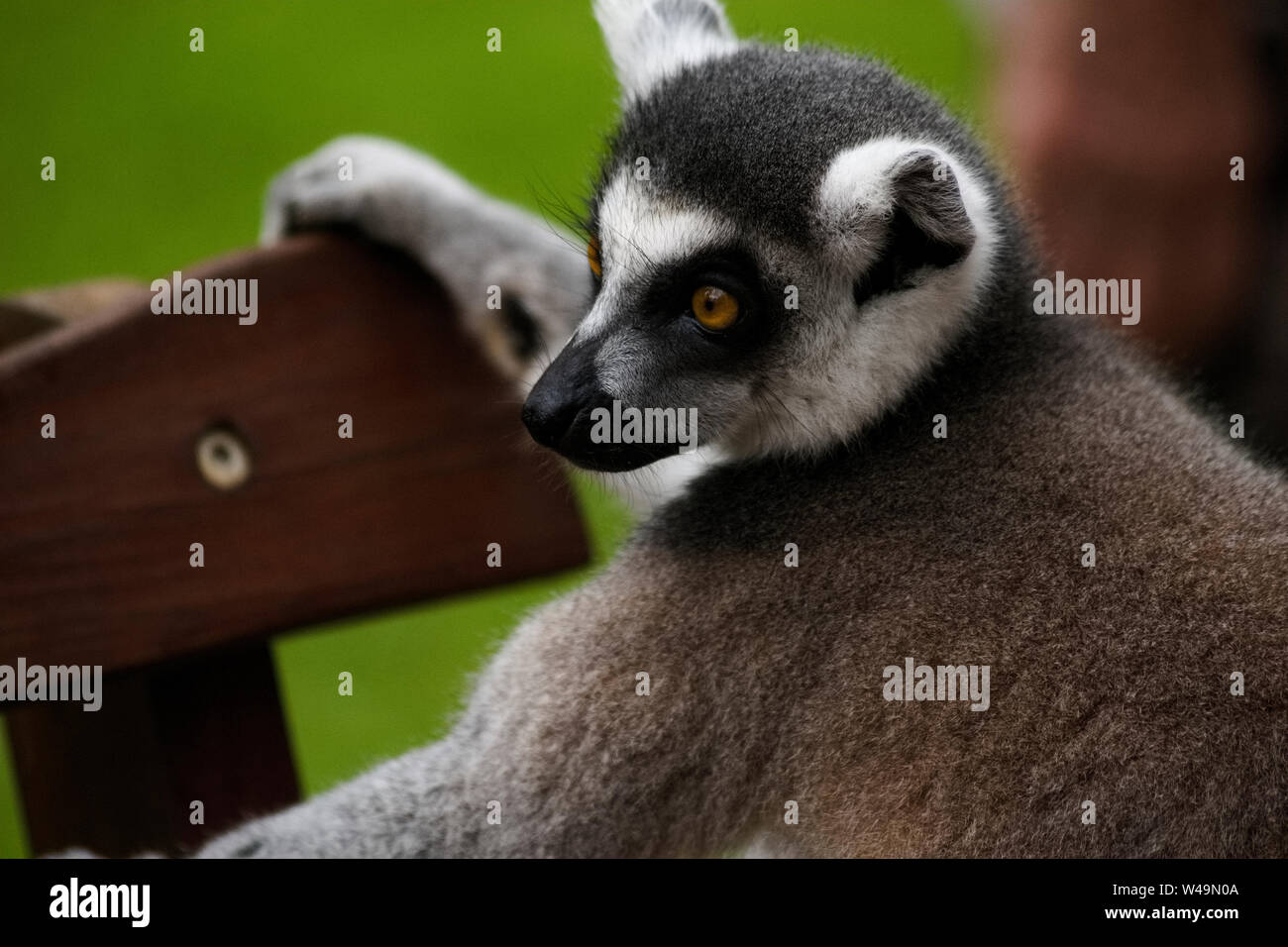 cool young cat lemur, Madagascar Lemur catta Stock Photo - Alamy