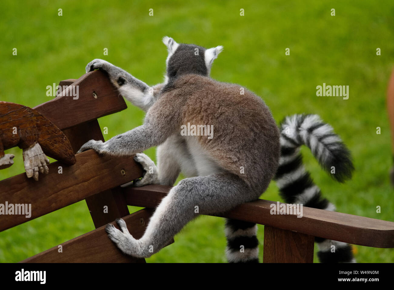 cool young cat lemur sitting on a bench, Madagascar Lemur catta Stock ...