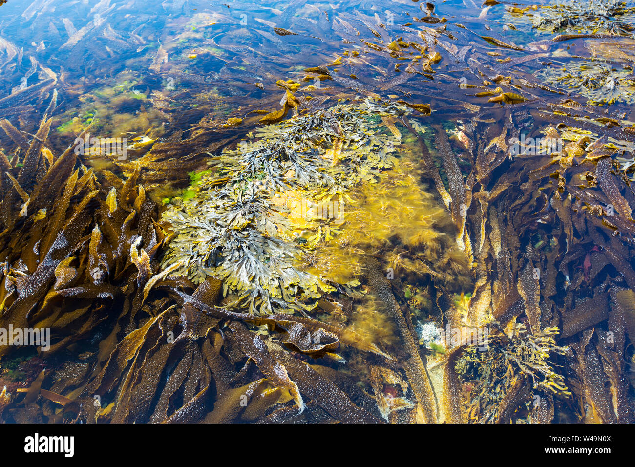Different species of seaweed in rock pools at beach at Birsay, Orkney, Scotland, UK Stock Photo ...