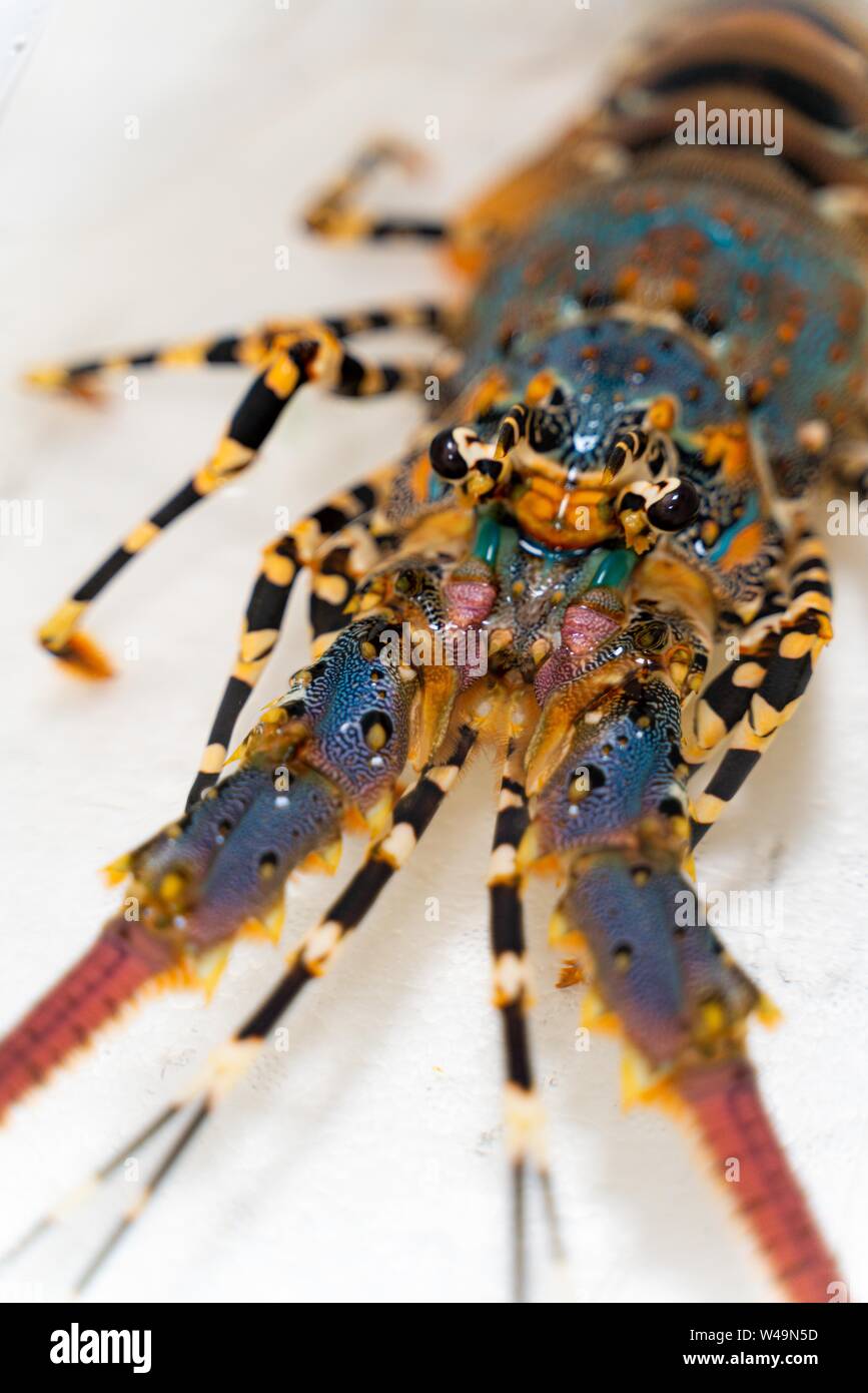 Lobster Close Up