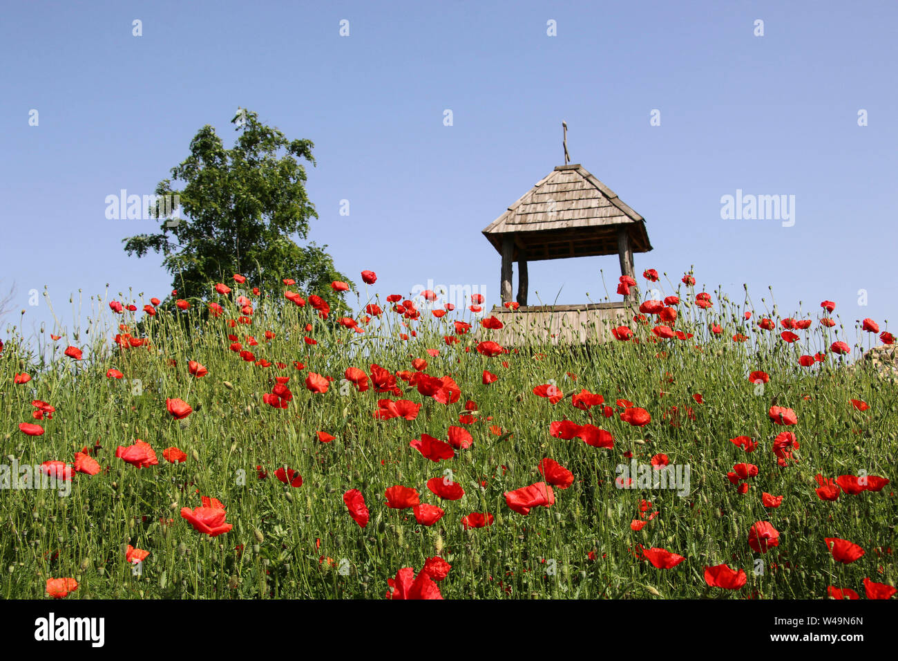 World war tree observation hi-res stock photography and images - Alamy