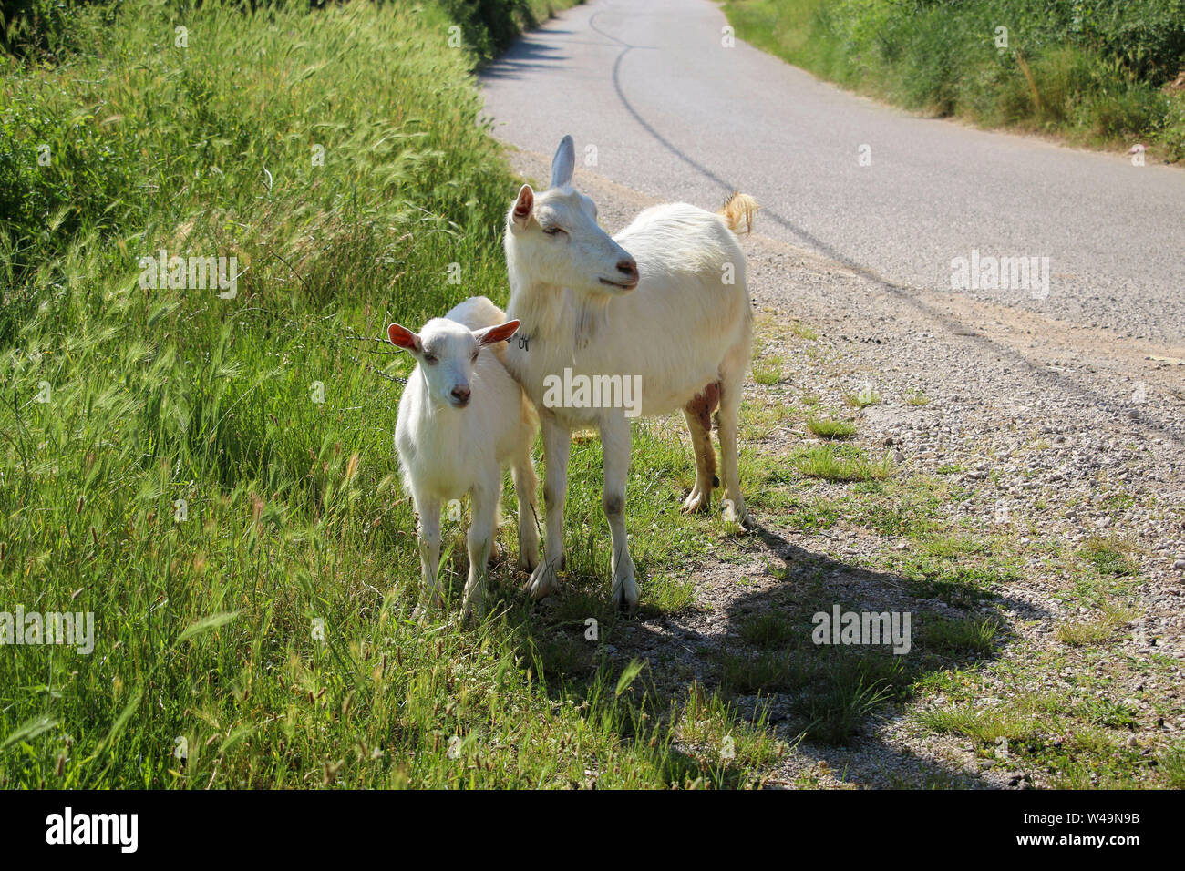 Local family goats near a rural road. Goats standing among green grass ...