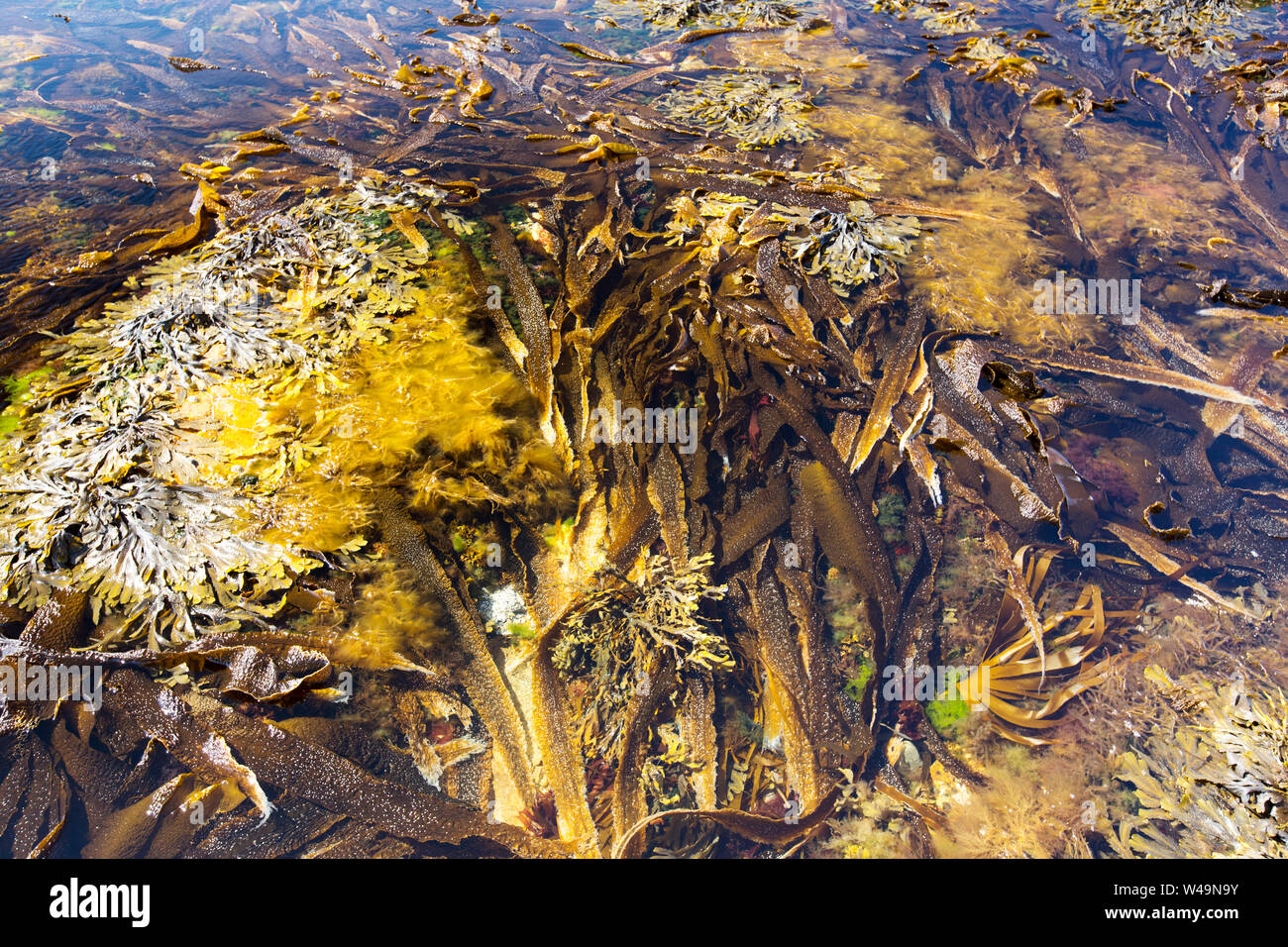 Different species of seaweed in rock pools at beach at Birsay, Orkney ...
