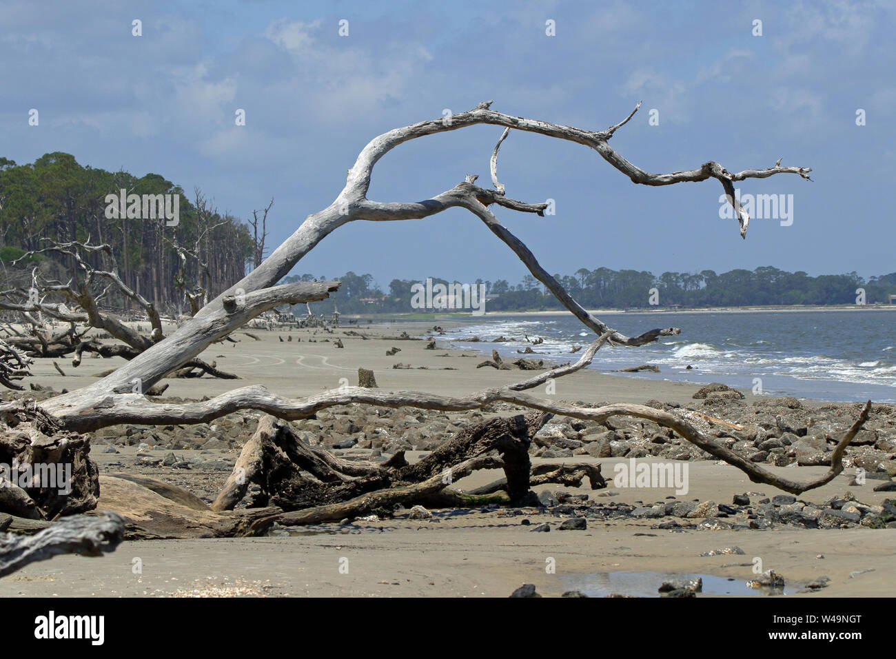 Tree and driftwood laying on a sandy beach Stock Photo - Alamy