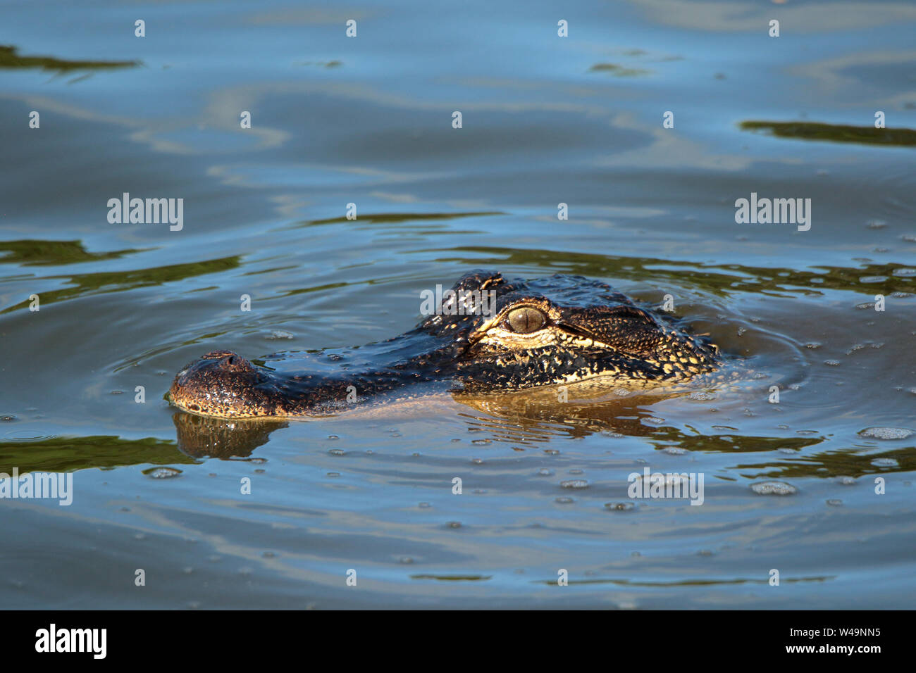 One alligator floating in calm water Stock Photo - Alamy