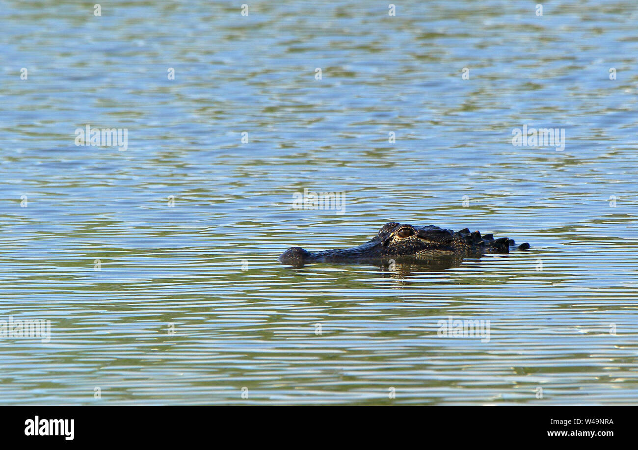 One alligator floating in calm water Stock Photo - Alamy