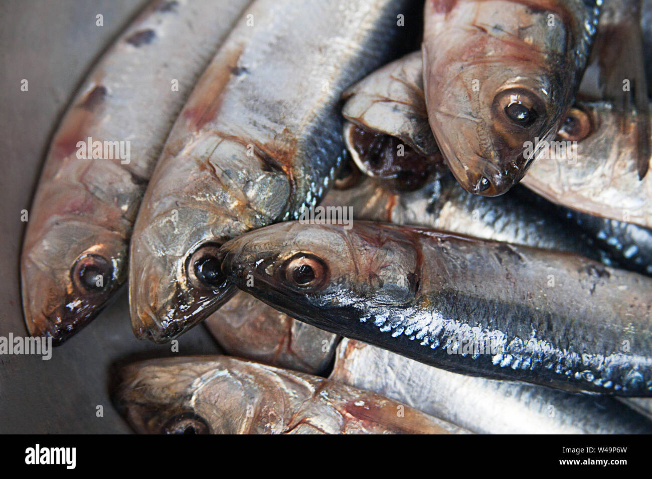 Sardines close up Stock Photo - Alamy