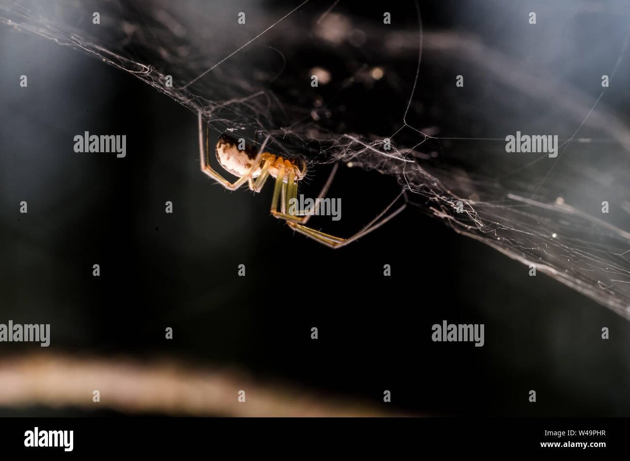 Araneidae hi-res stock photography and images - Alamy