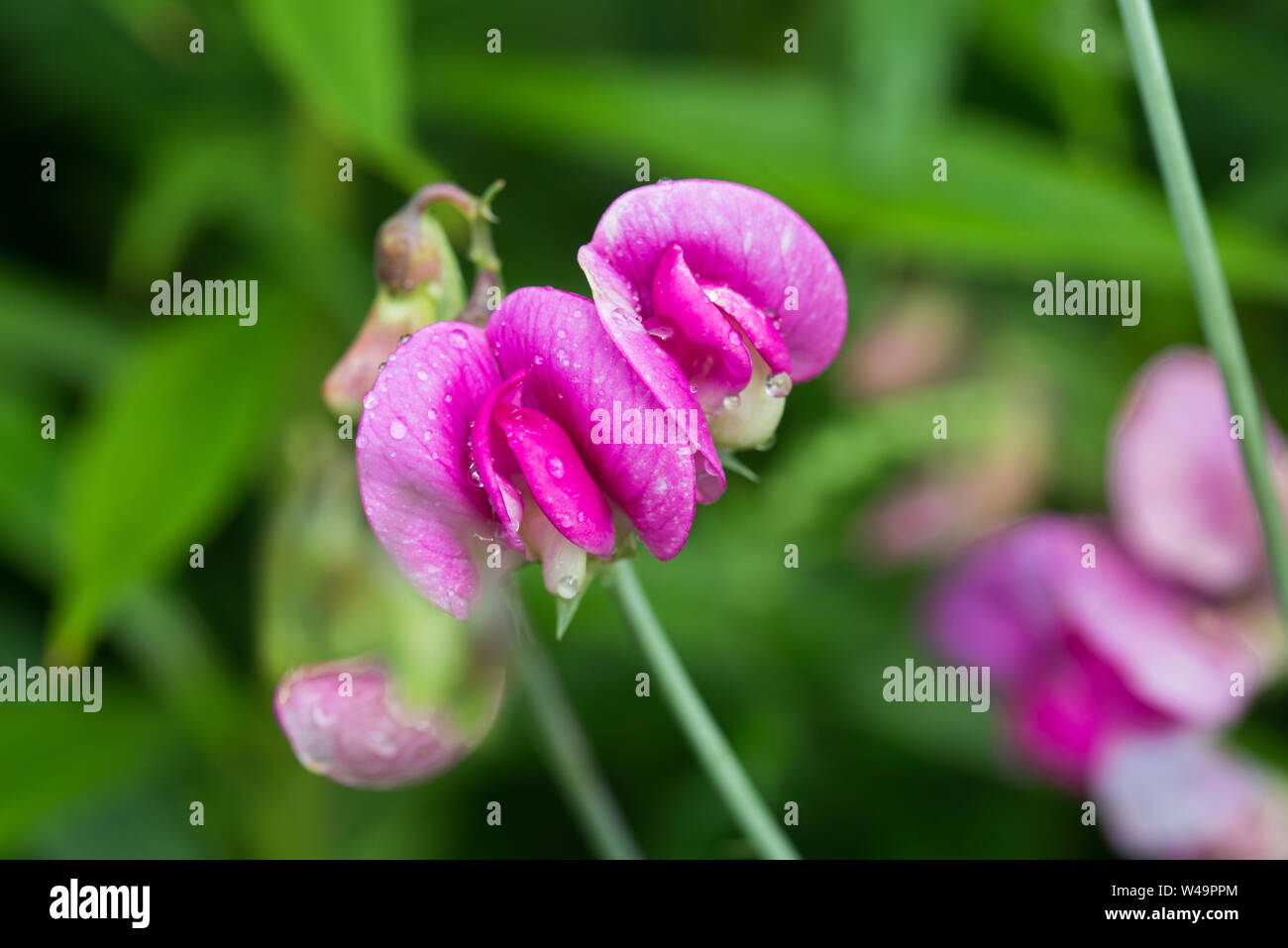 Pea plant blossom closeup hi-res stock photography and images - Alamy