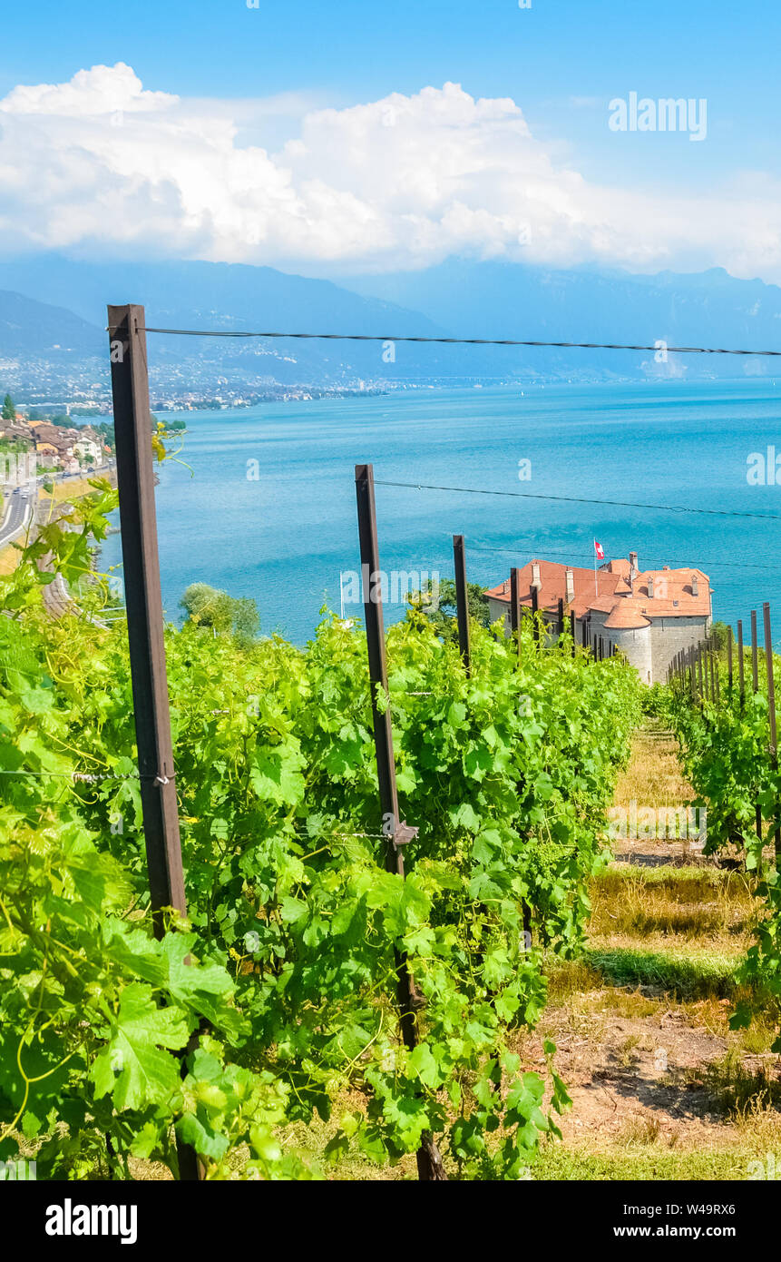 Vertical picture of stunning green vineyards on hills by Lake Geneva ...