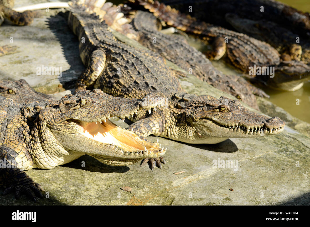 Freshwater crocodile, Siamese crocodile (Crocodylus siamensis) in close ...