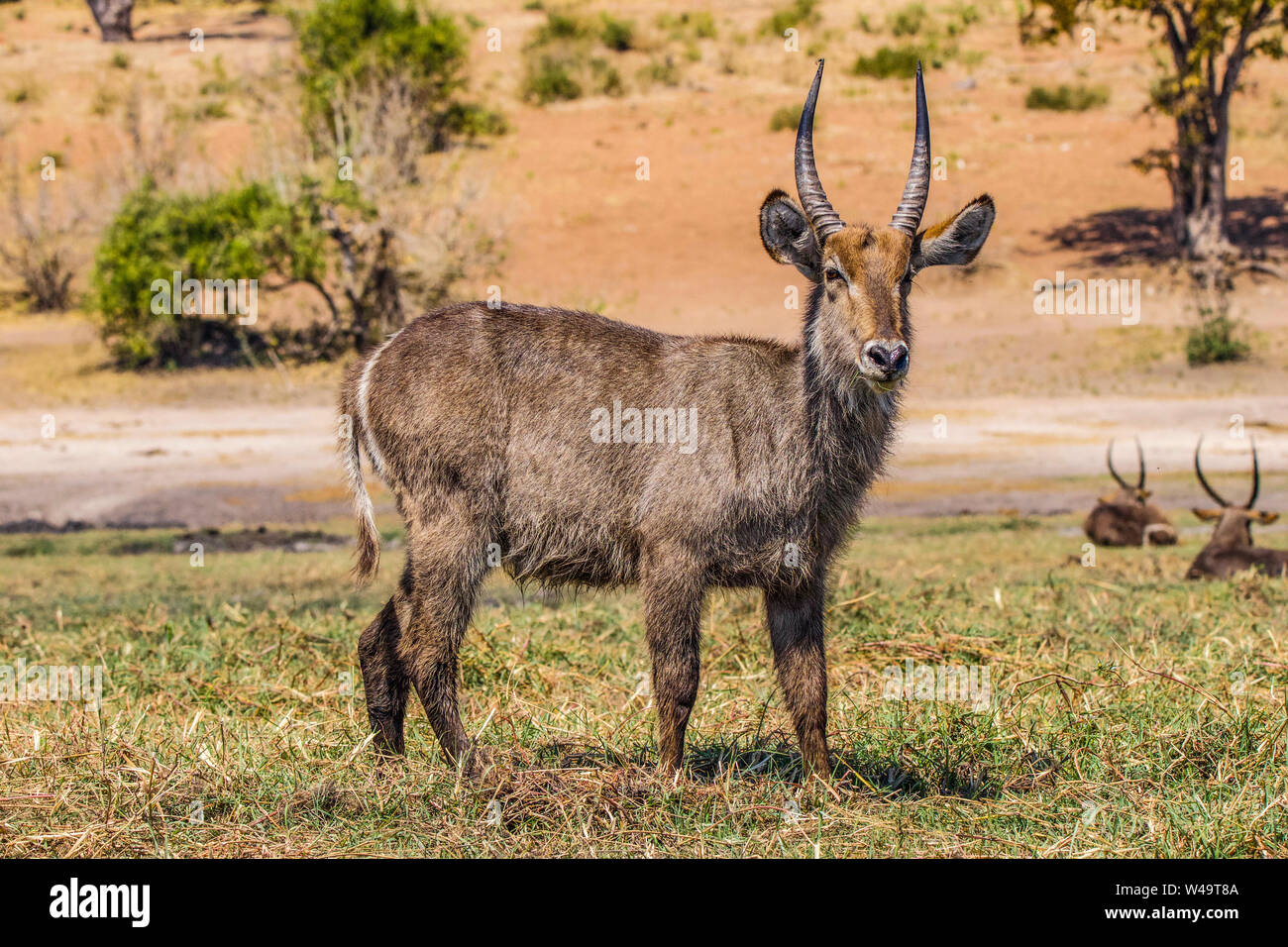 water buck in the Kruger national park, South Africa Stock Photo - Alamy