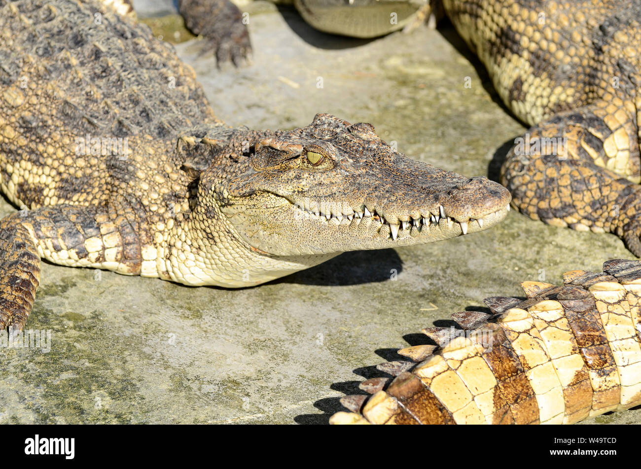 Freshwater crocodile, Siamese crocodile (Crocodylus siamensis) in close ...