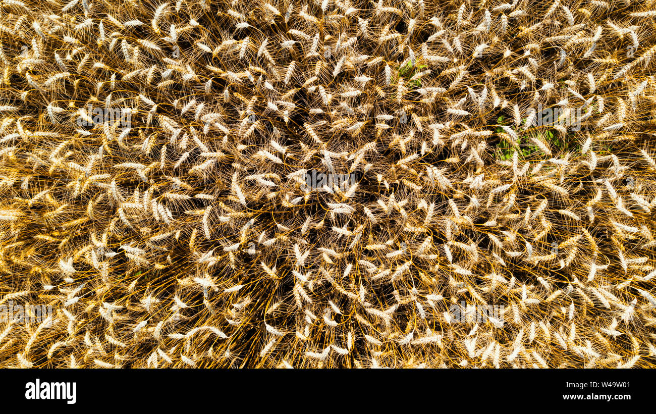 Wheat field birds eye view hi-res stock photography and images - Alamy