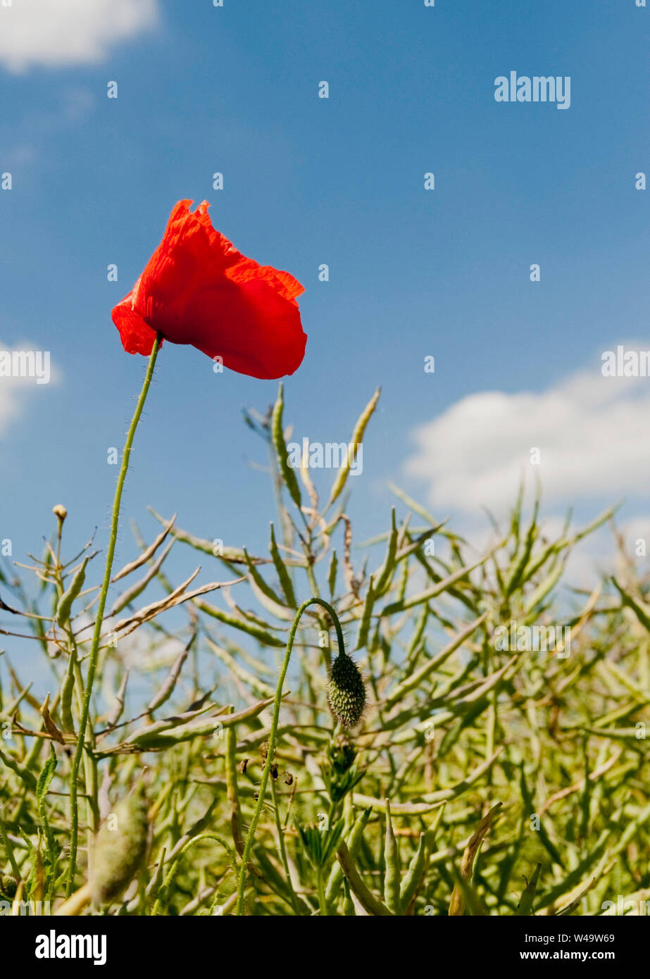 Single red poppy Papaver and blue sky UK Stock Photo - Alamy