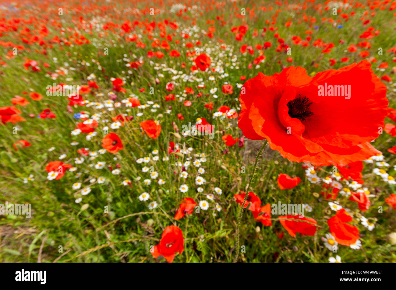 Close up of large red poppy Papaver in field of poppies UK Stock Photo ...