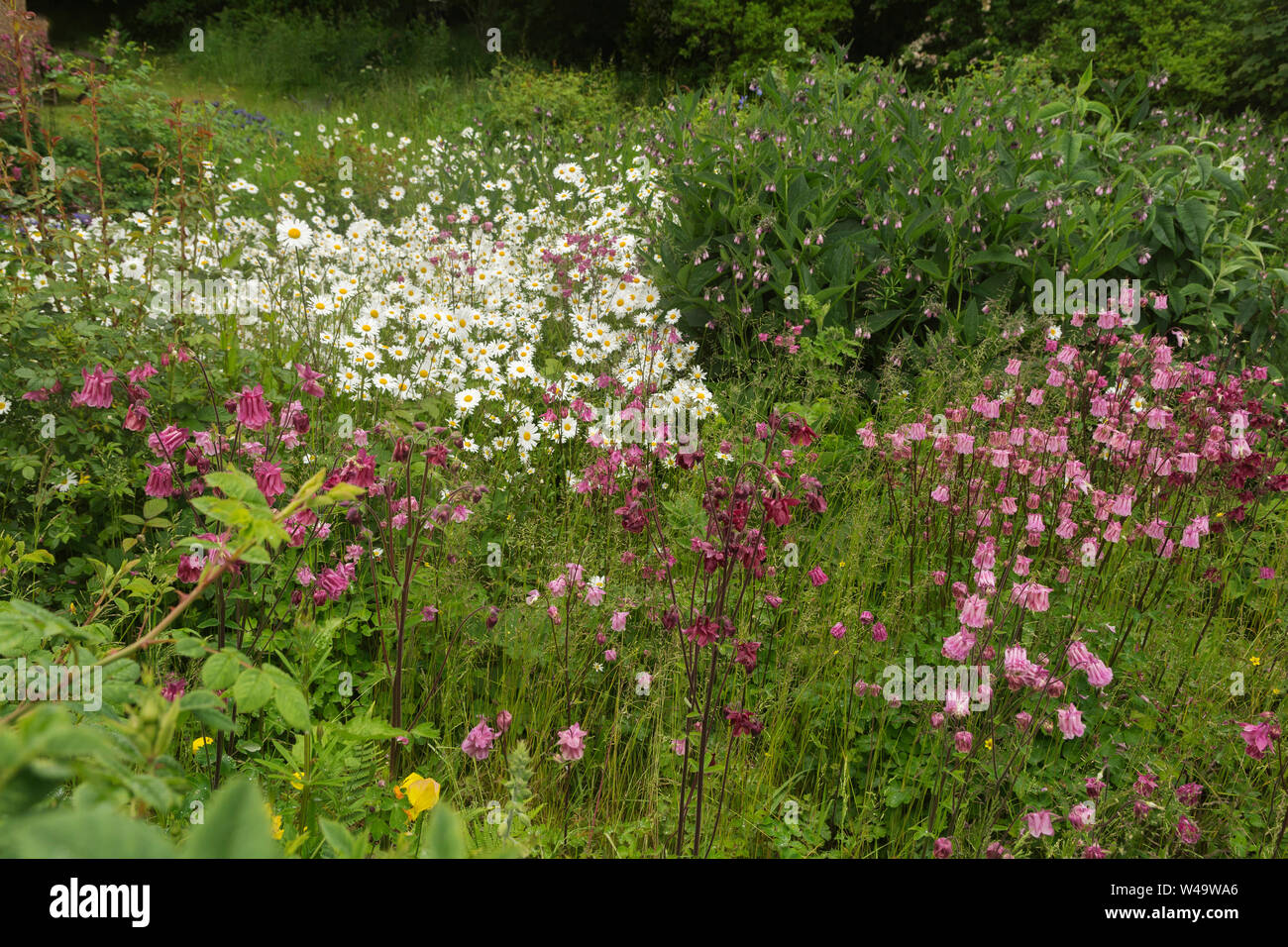 Wild flowers in a natural meadow garden Stock Photo - Alamy