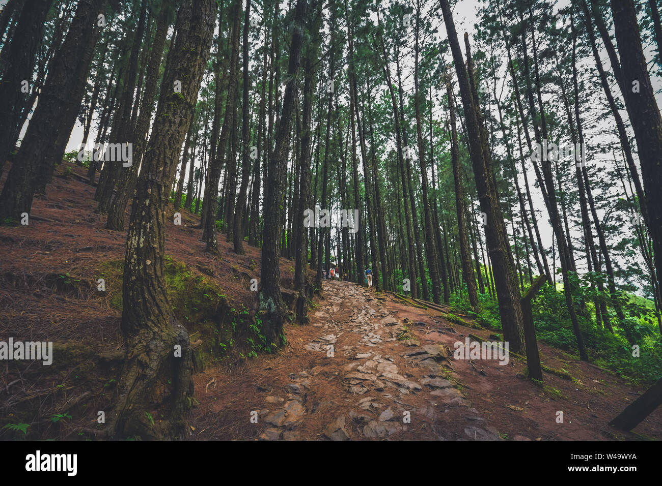 Vagamon, Kerala, India- 07 July 2019: Pine Forest in Vagamon hills is ...