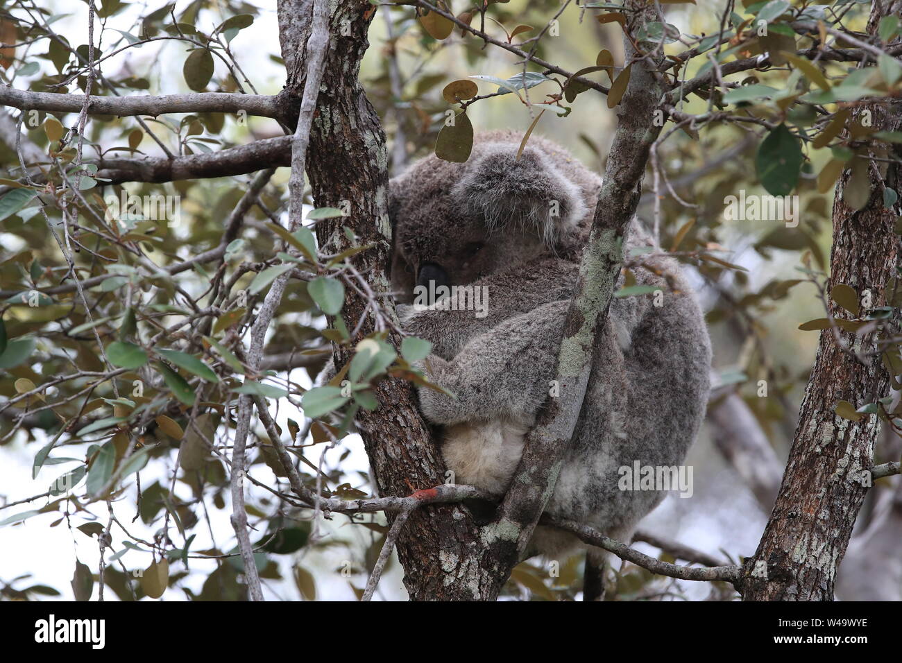 A baby koala and mother sitting in a gum tree on Magnetic Island ...