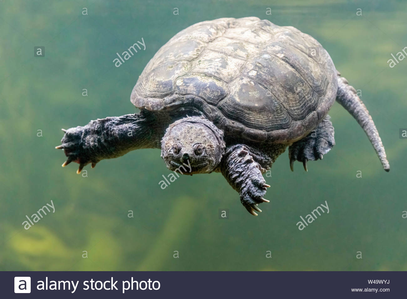 Snapping Turtle Underwater High Resolution Stock Photography and Images ...