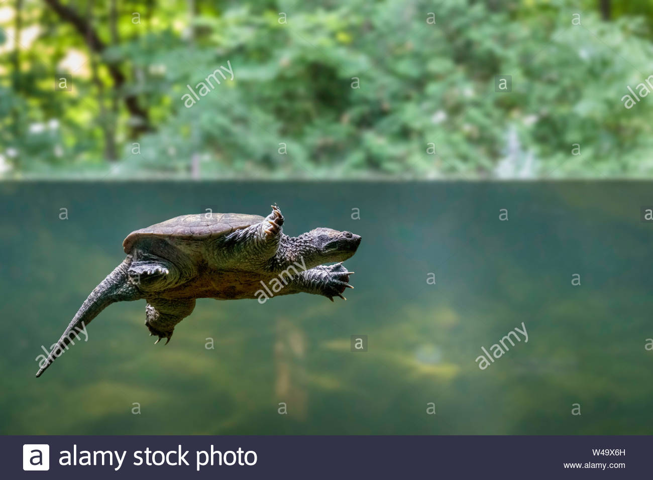 Snapping Turtle Underwater High Resolution Stock Photography and Images ...